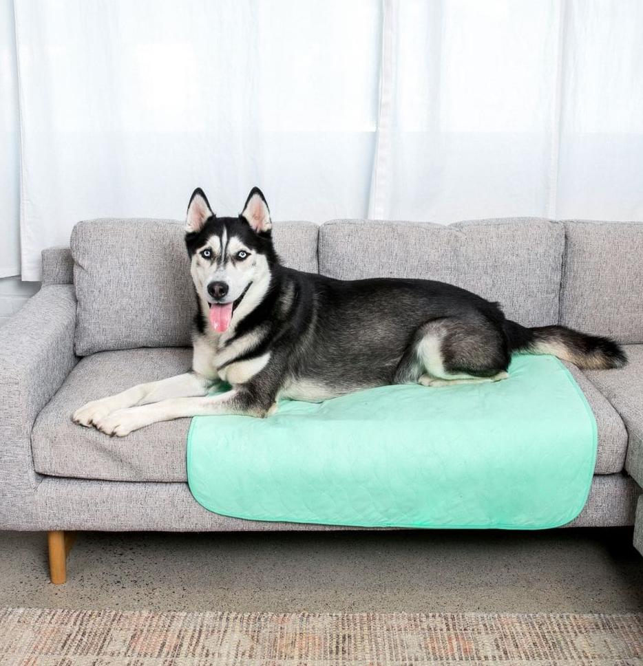 Quick Dry Pee Pads - Dry Guard™ Reusable Pads - Potty Buddy™