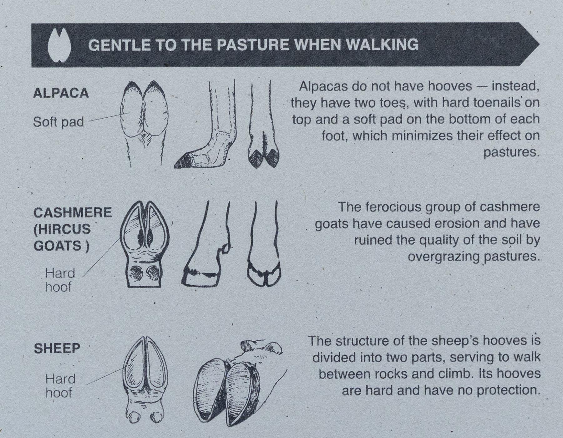 Epaulet & Styleforum Alpaca Project