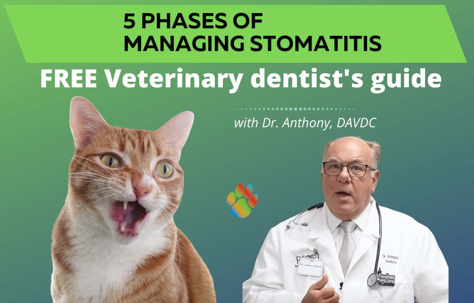 Feline Stomatitis Veterinary Dentist's Guide