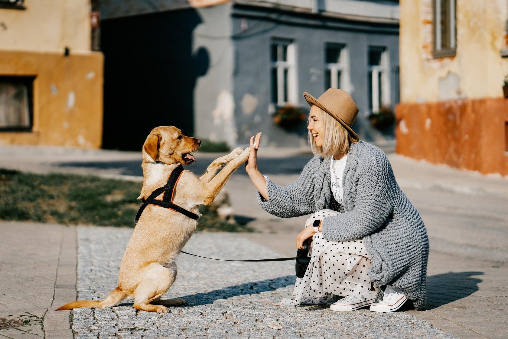 How To Be A Good Dog Owner - PetDreamland
