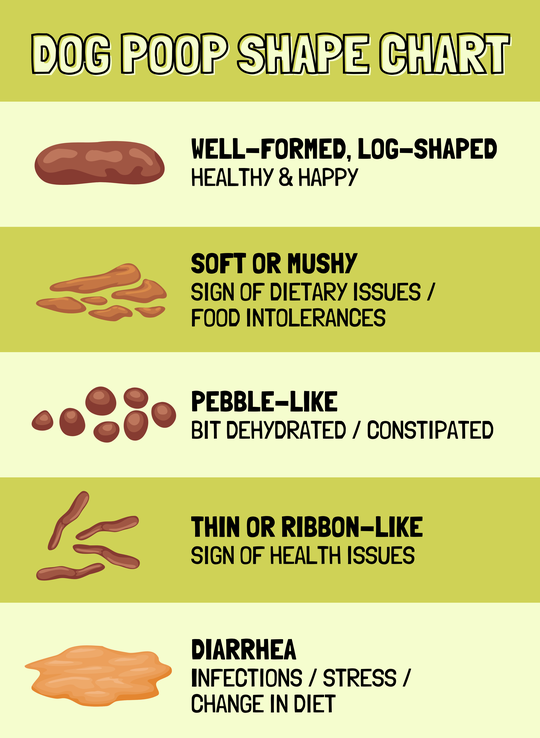 Your Dog’s Poop: What It Can Tell You About Their Health and Well-Bein ...