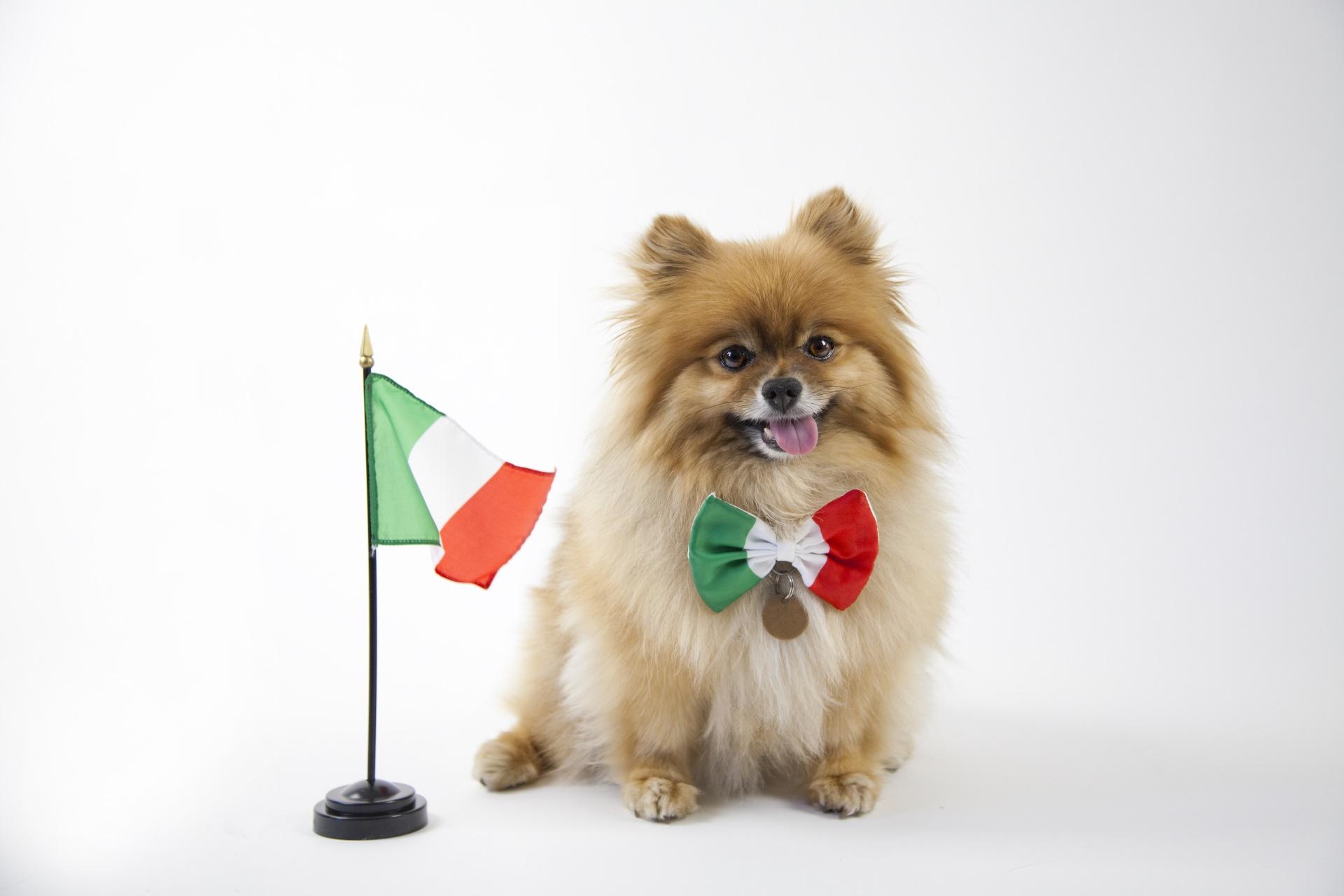 Italian Dog Names: 300+ Best Names for Male & Female Puppies - Potty Buddy™