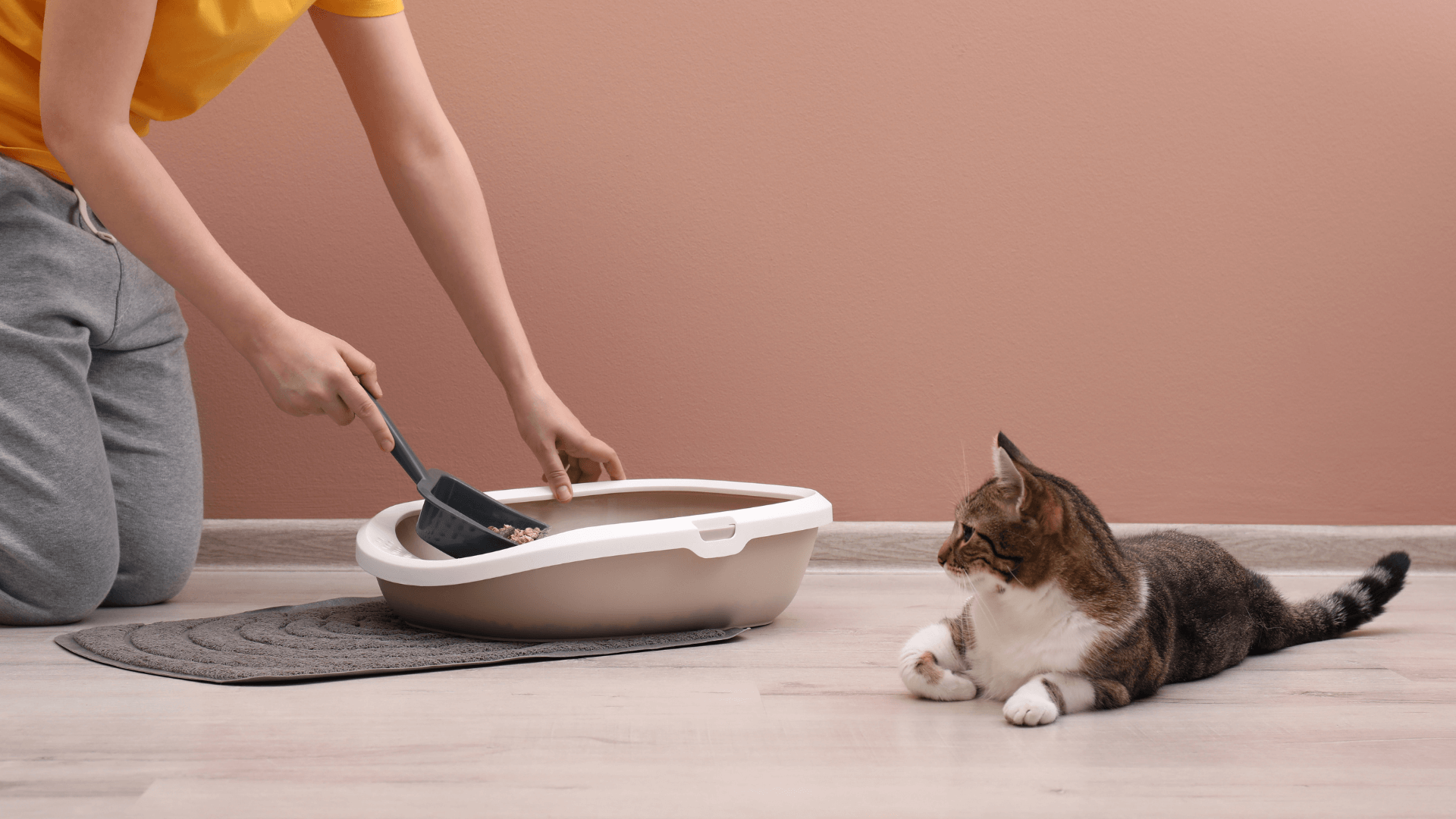 How to Litter Train an Adult Cat – Door Buddy