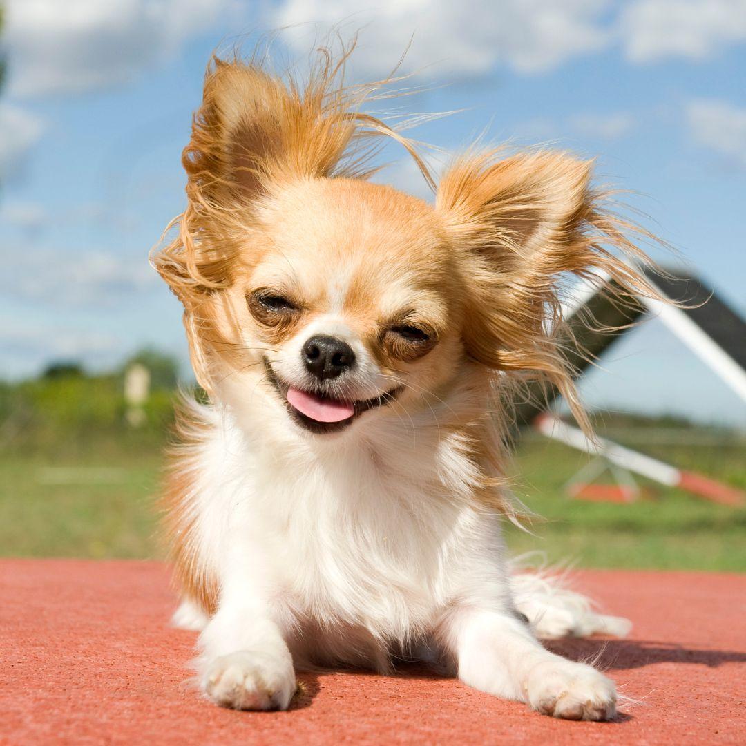 15 Top Cute Small Dog Breeds | Potty Buddy - Potty Buddy™