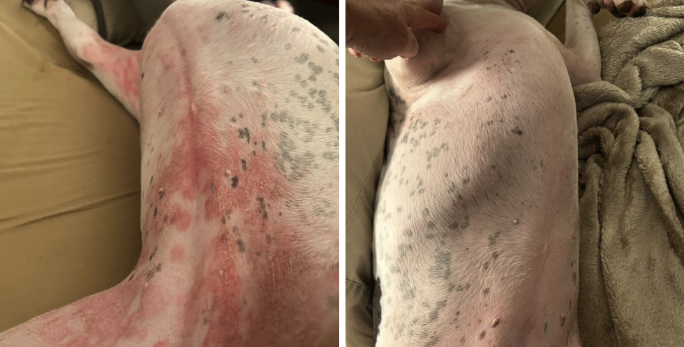 Why Pit Bulls Suffer from Itchy Skin. The Genetic Truth