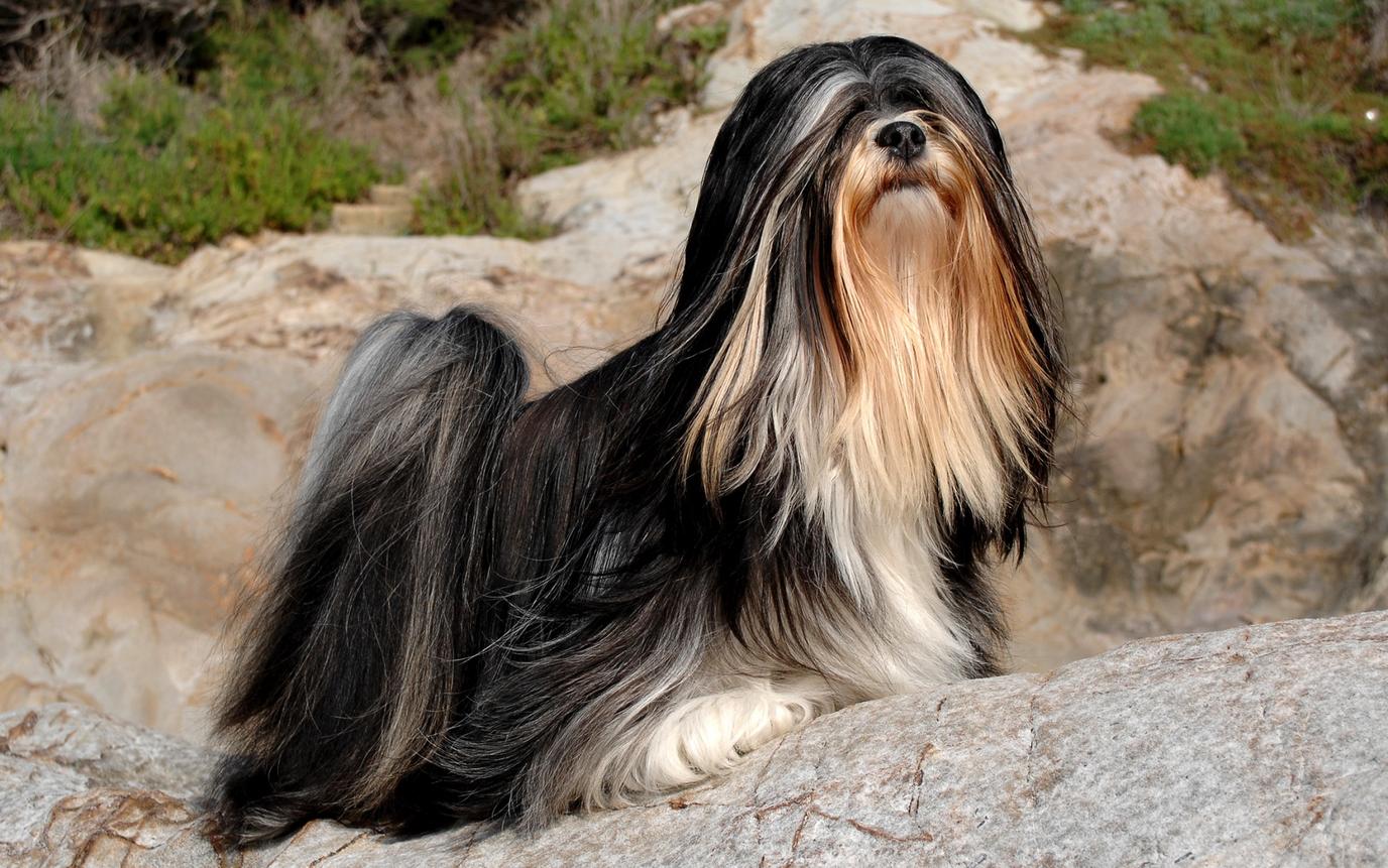 Lhasa Apso Dog Breed Guide: Temperament, Health & Care Tips - Potty Buddy™