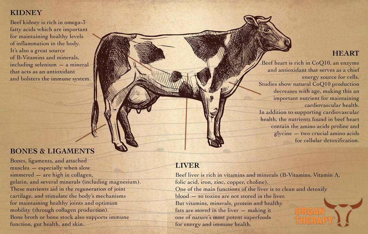 Organ Therapy™ Supplement - Grass Fed Beef Liver Supplement + Bone ...