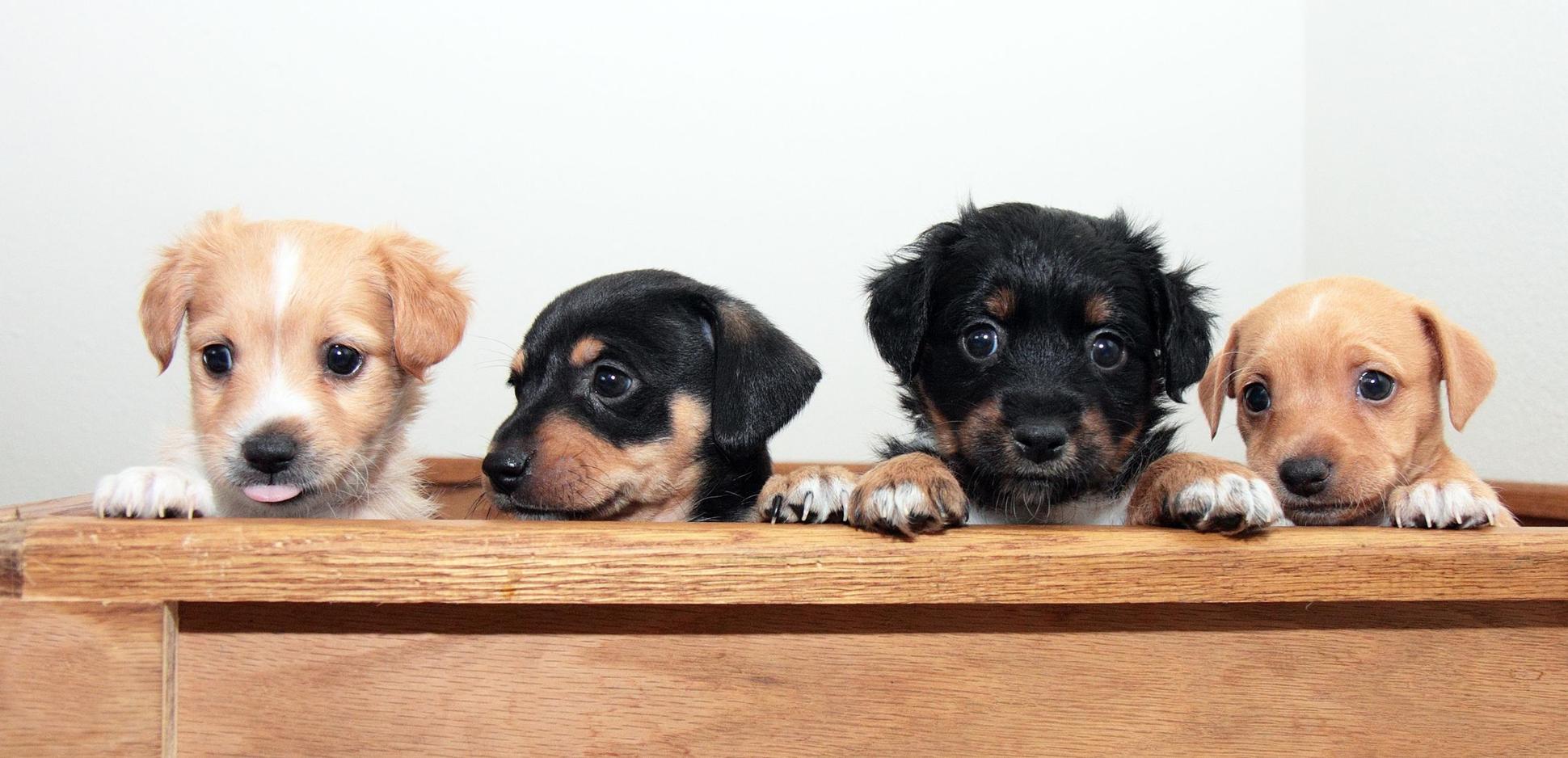 15 Top Cute Small Dog Breeds | Potty Buddy - Potty Buddy™