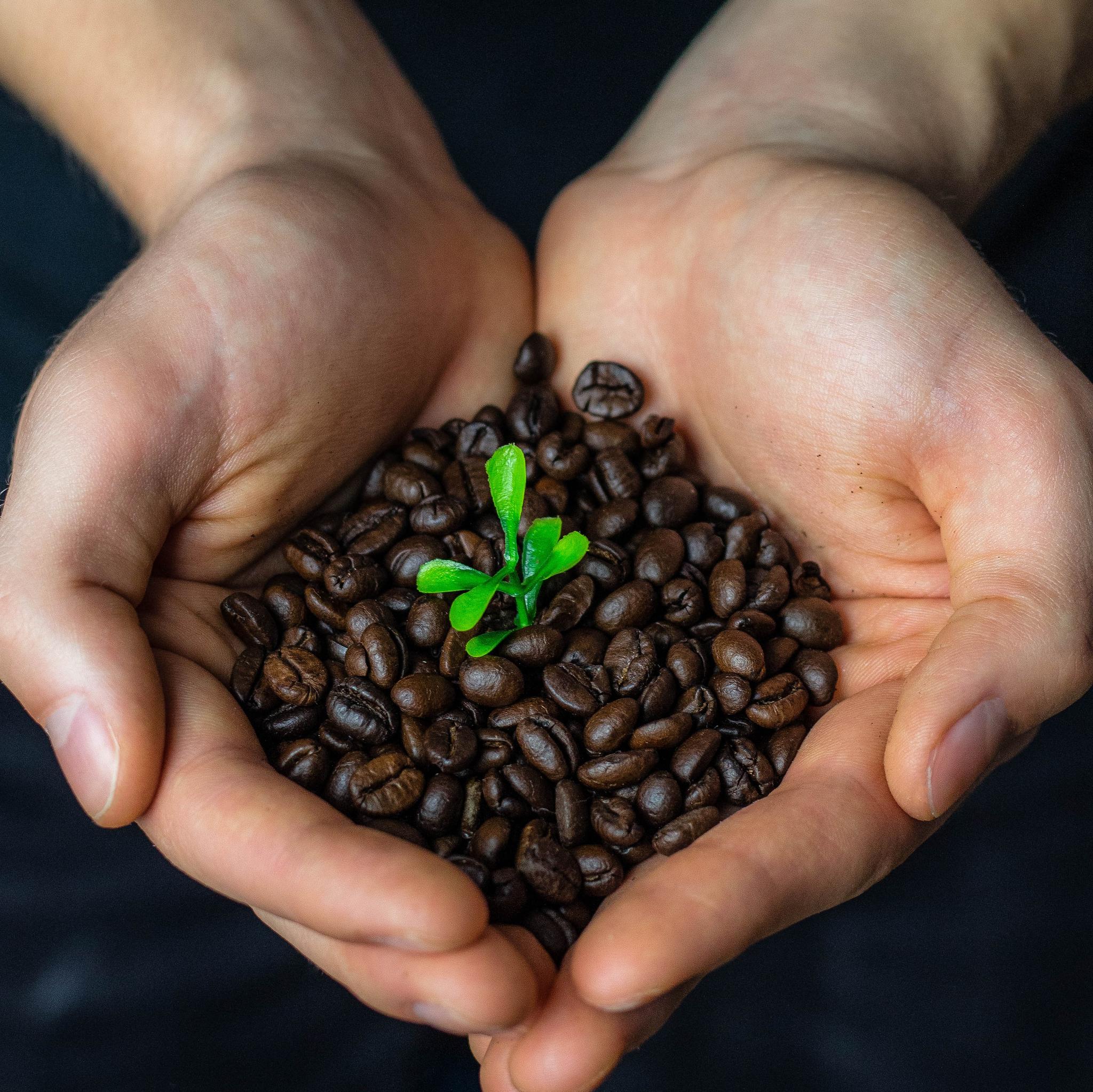 How Coffee Seed Extract Revitalizes Your Skin