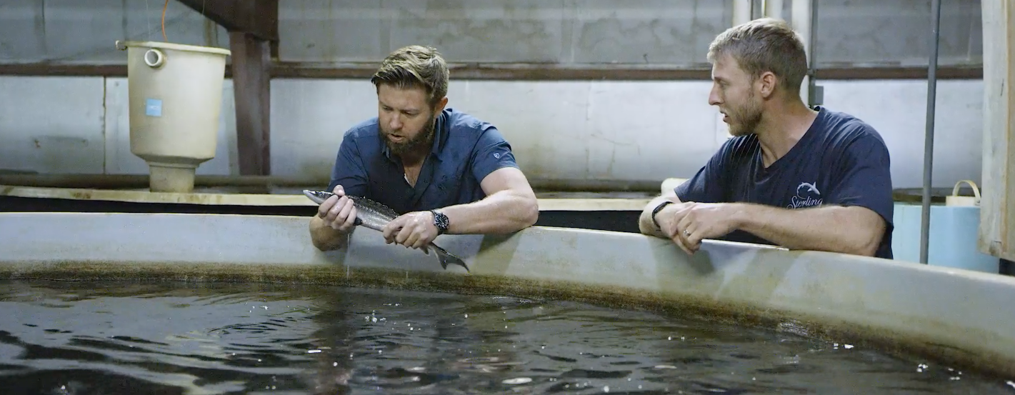 How is Caviar Harvested? Unraveling the Sea's Exquisite Treasure ...