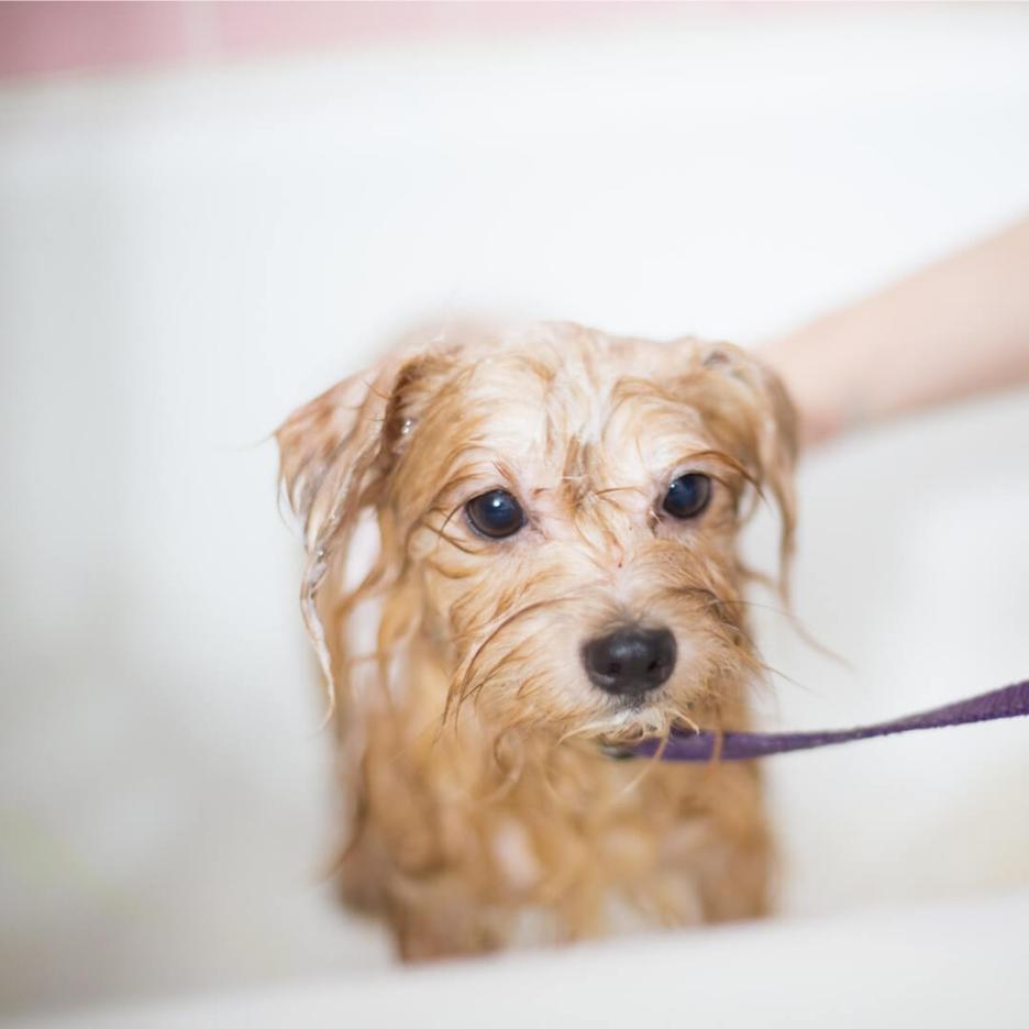 How To Bathe Your Dog: Getting Started - TrueHarness™
