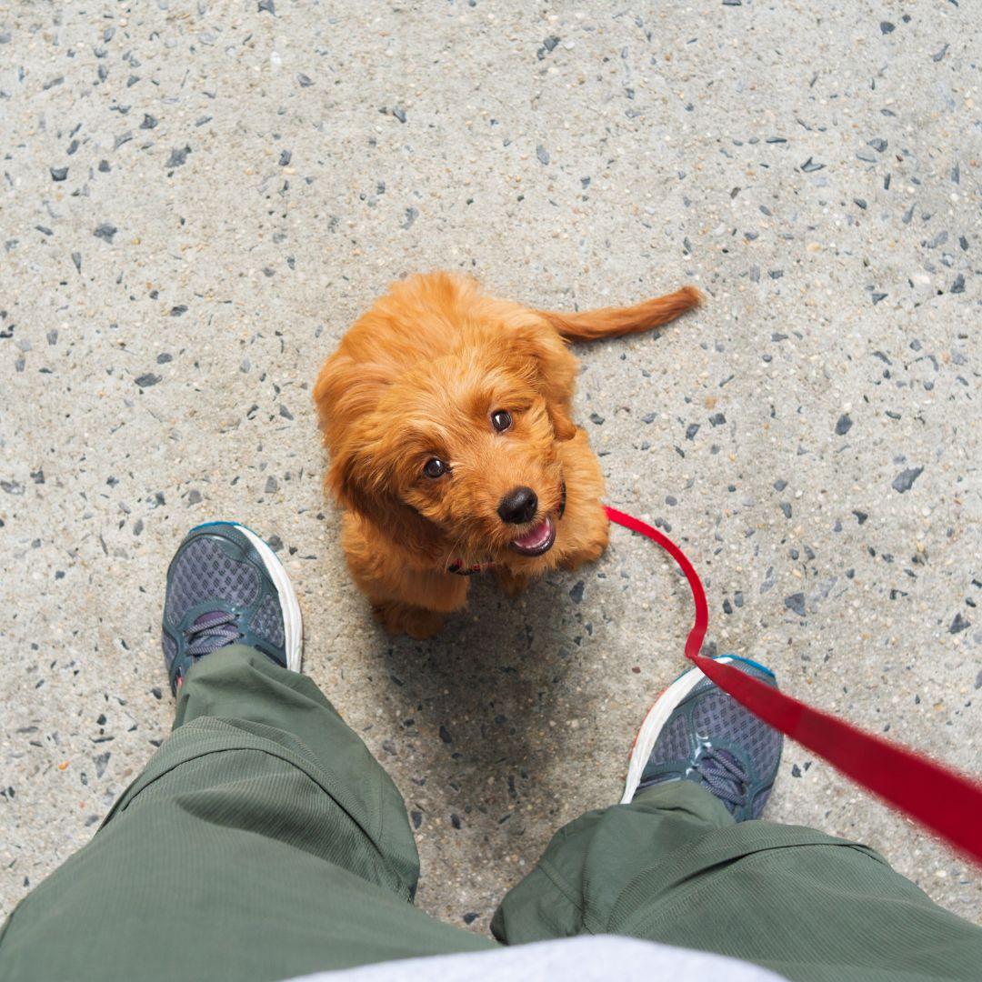 How to Train Your Dog to Give Paw | Potty Buddy - Potty Buddy™