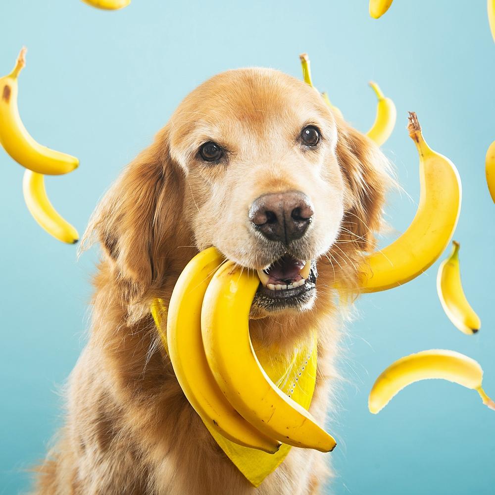 Can Dogs Eat Bananas? – Are bananas Good or Bad For Dogs - Potty Buddy™