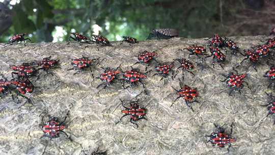 What Type Of Damage Does The Spotted Lanternfly Make? | Spotted LanternFly