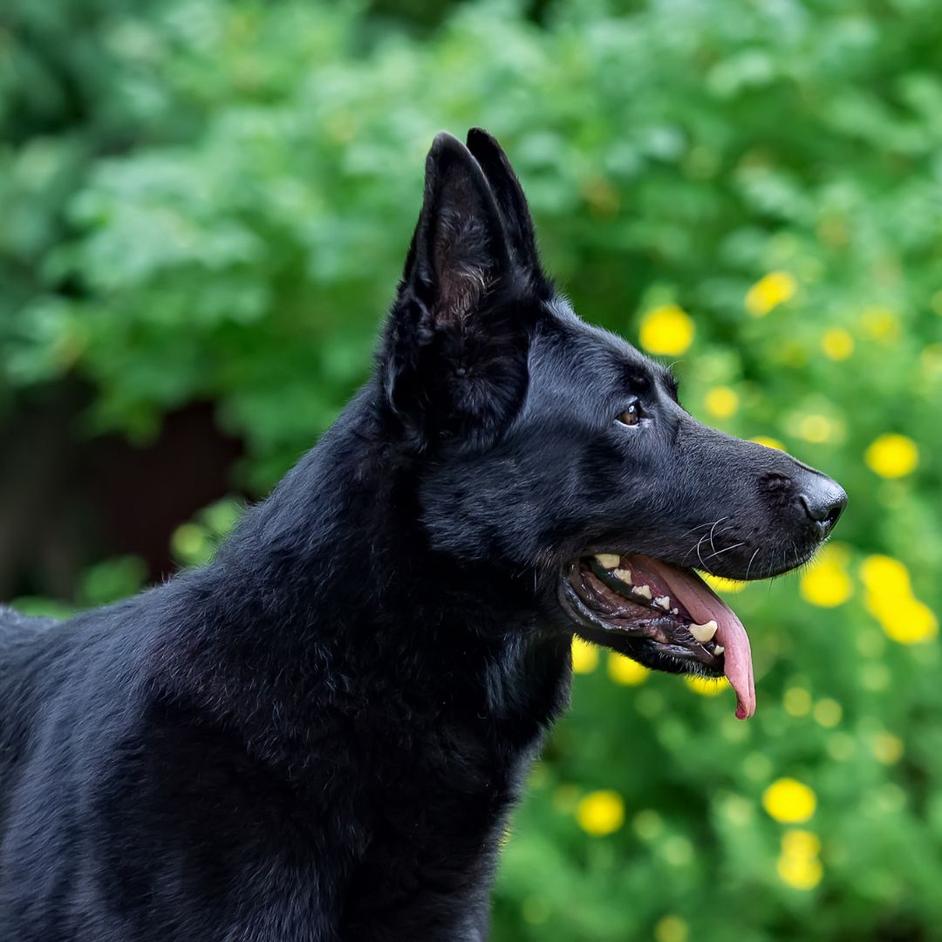 An Introduction to Stud Dogs - Potty Buddy™