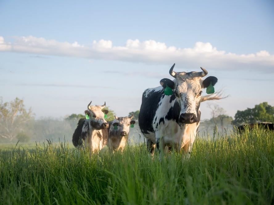 Our Cows – Chapel Hill Farm Randall Linebacks