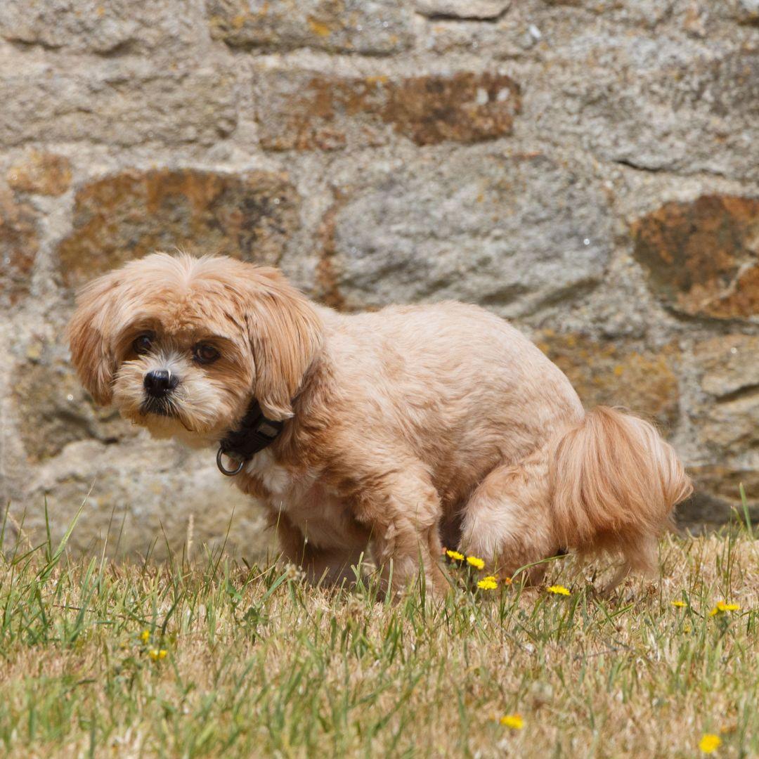 Why Dogs Eat Poop and How to Stop It - Potty Buddy™