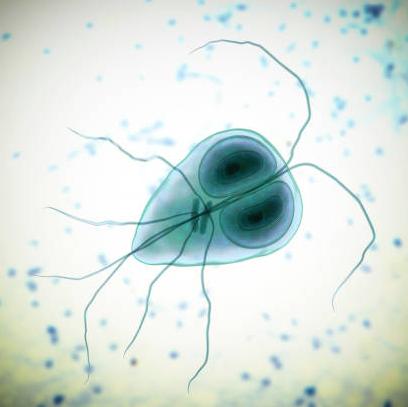 Giardia Dog Poop Picture – CanineP4.com