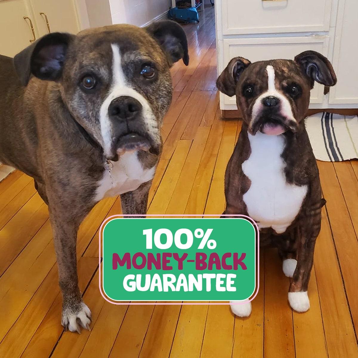 Custom Stuffed Animal of Your Pet | Handmade Plush From Photos