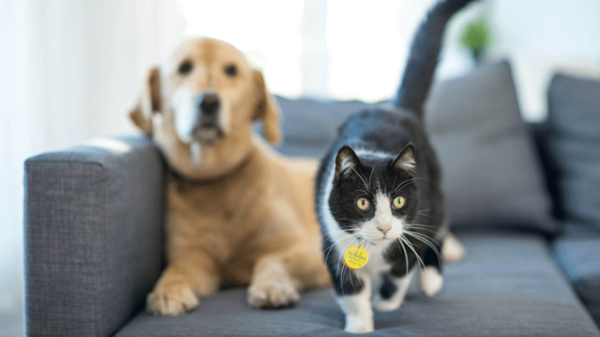 How to Teach your Child to be Kind to Pets – Door Buddy