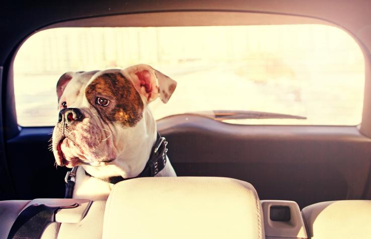 6 Important Questions About Dogs in Cars That Could Save Your Dog’s Li ...