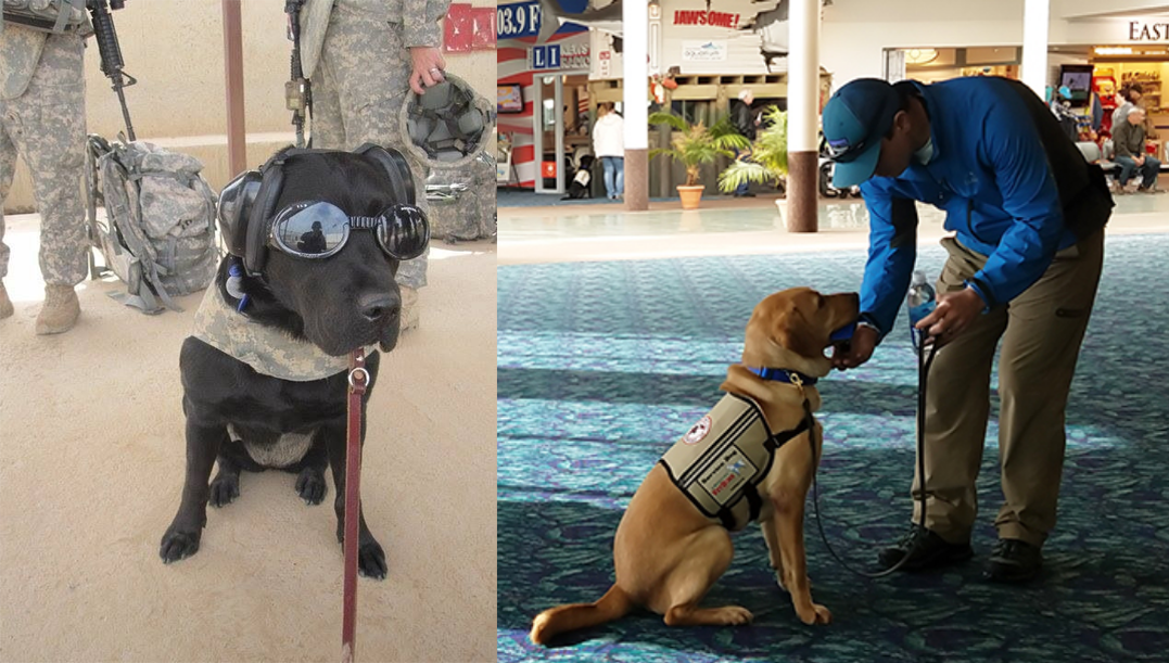 December 2018 Charity Spotlight: America's VetDogs – 4Knines®