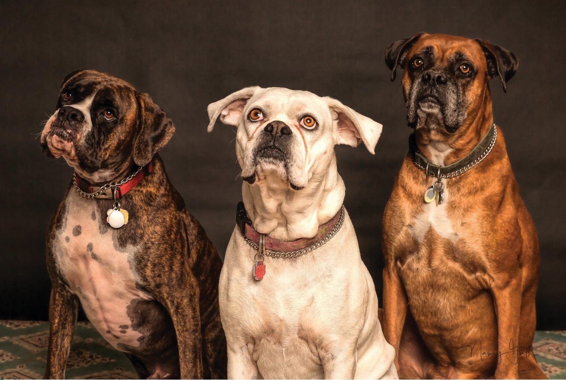 The 5 Dog Personality Types - Which One Is Yours? - Potty Buddy™