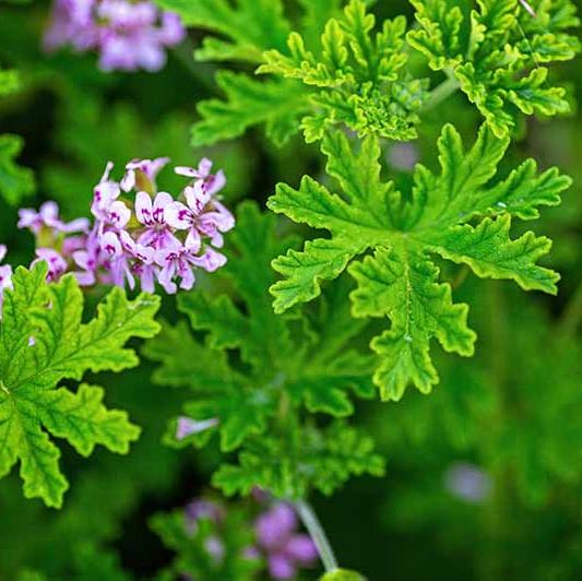 DUSKY ROSE SOAP – Moon Haven