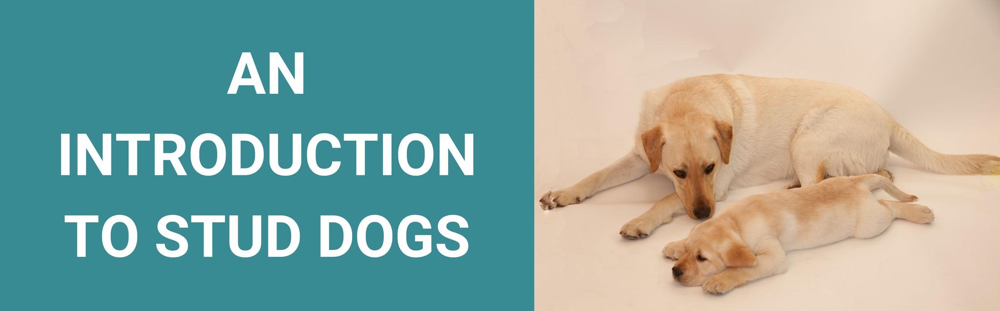 An Introduction to Stud Dogs - Potty Buddy™
