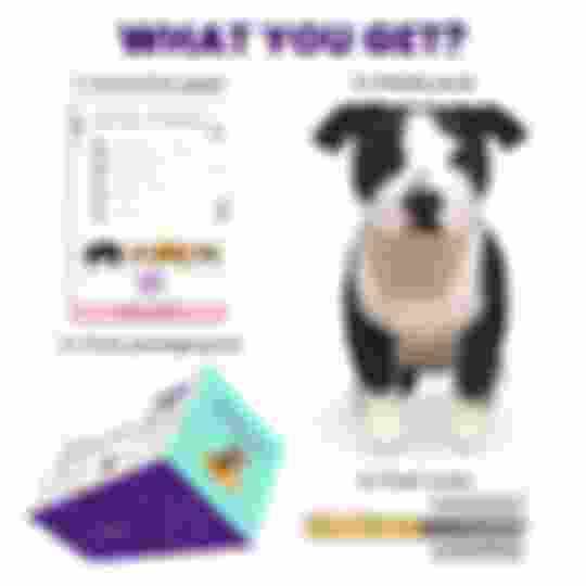 Custom Stuffed Animal of Your Pet