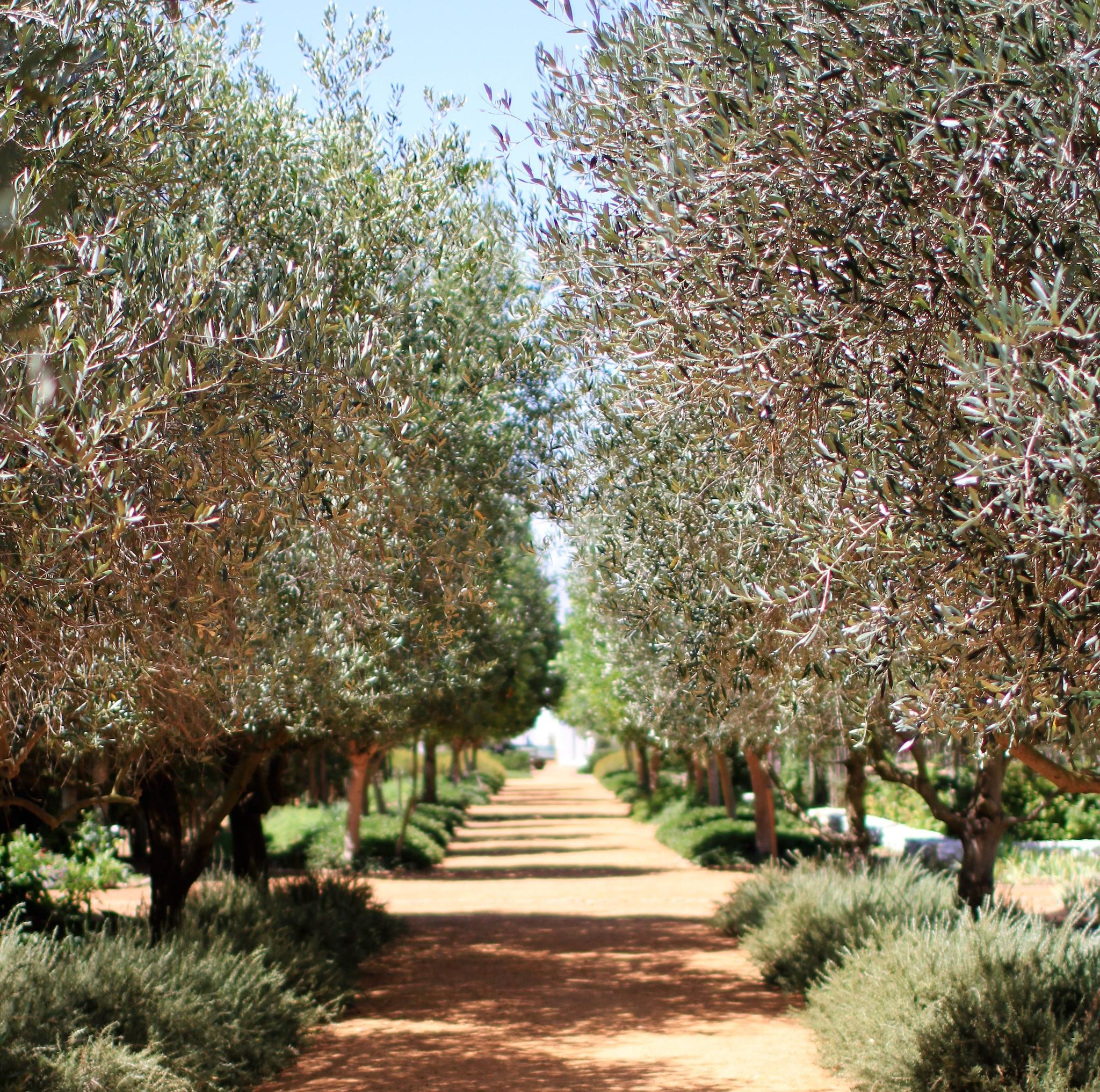 The Olive Tree Guide to Aging Gracefully