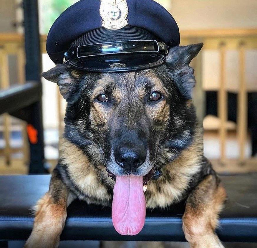 September 2022 Charity Spotlight: Retired Police Canine Foundation ...