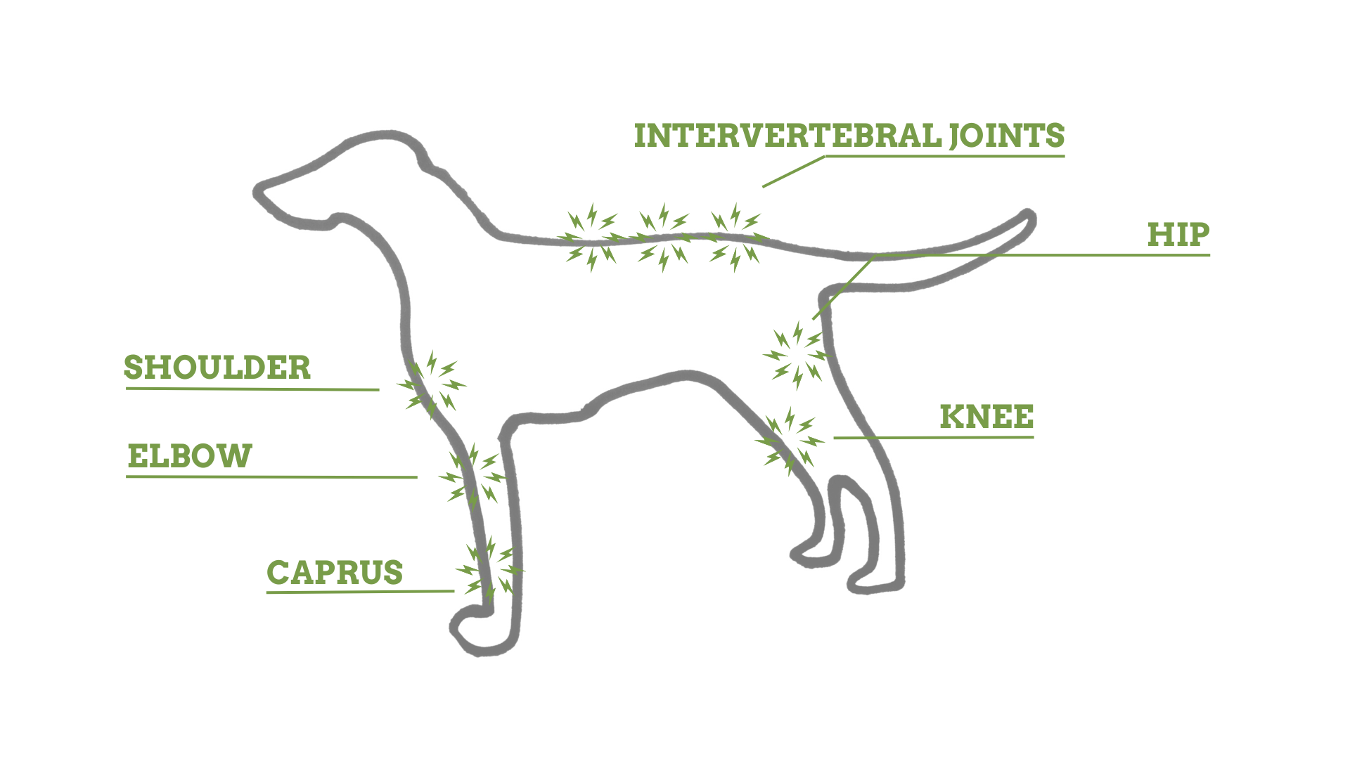Detect & Alleviate Your Dog's Joint Pain | WinPro Hip & Joint