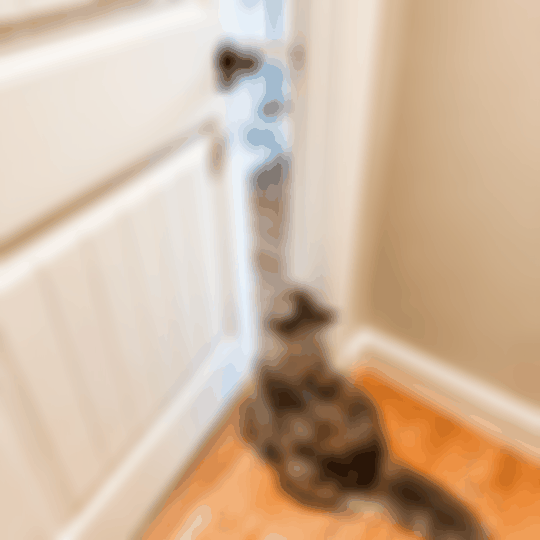 How Door Buddy Cat Door Prop Can Benefit Cat and Dog Owners