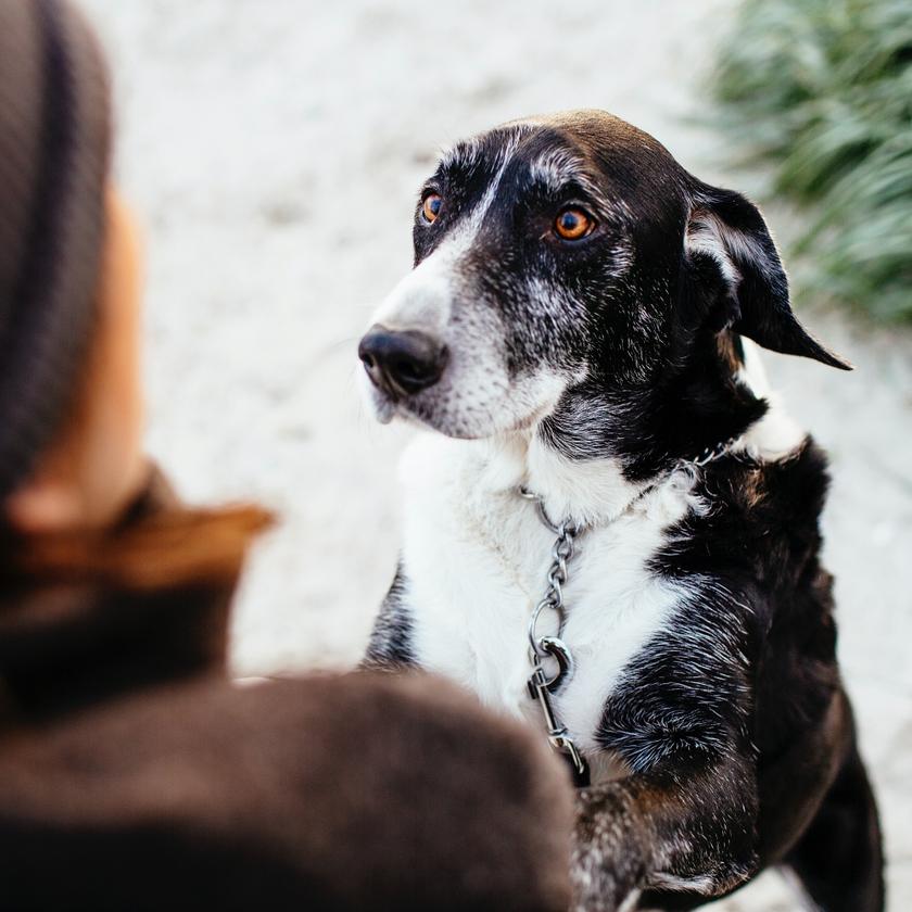 Cystitis in Dogs: Symptoms, Causes, Diagnosis & Effective Treatment ...