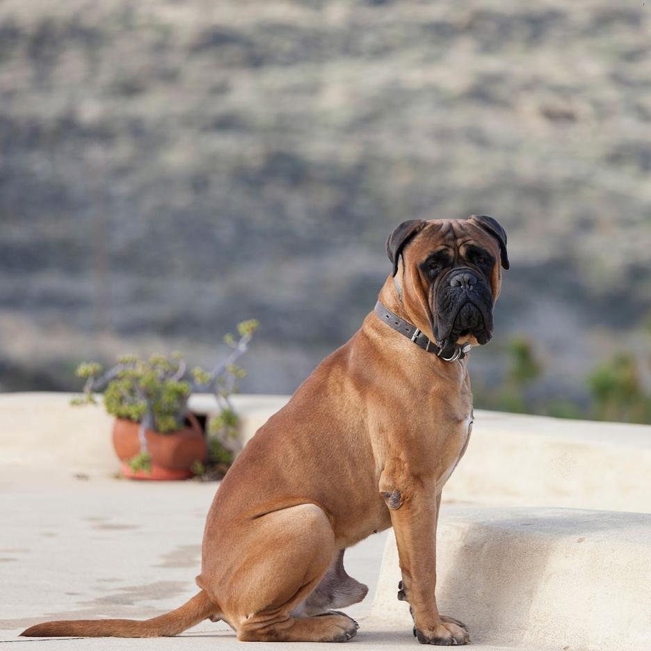 An Introduction to Stud Dogs - Potty Buddy™