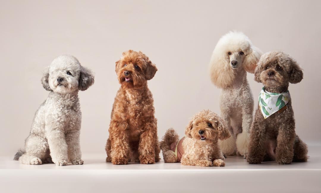 Popular Poodle Mixes & Doodle Cross Breeds: Complete Guide - Potty Buddy™
