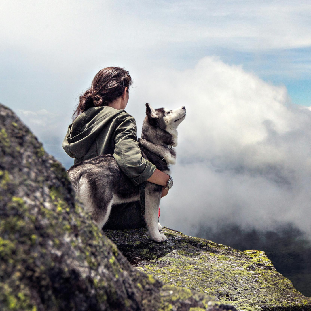 4 Ways To Extend Your Dogs Life – Healthy Pet Parents