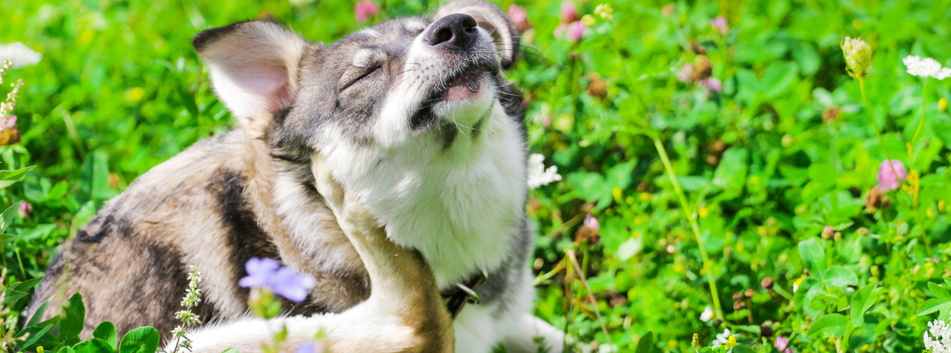 The 7 Most Common Environmental Allergies in Dogs (and how to prevent
