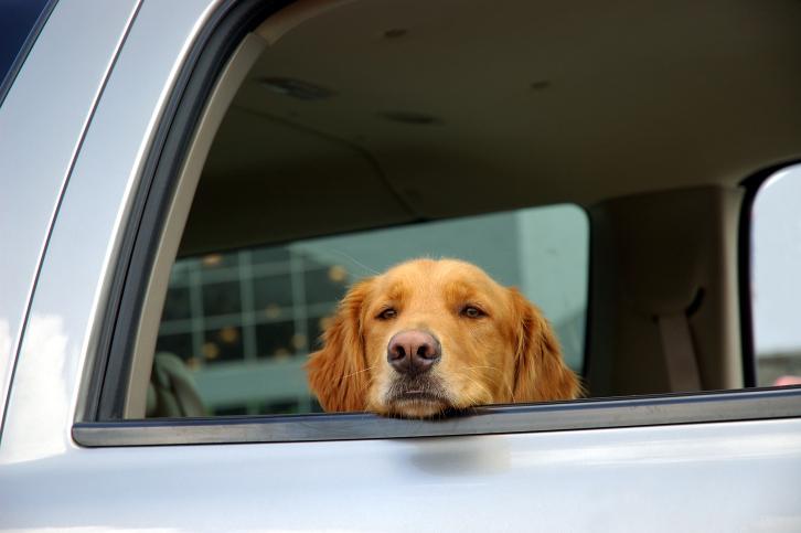 How to Deal With Dogs Who Get Carsick – 4Knines®
