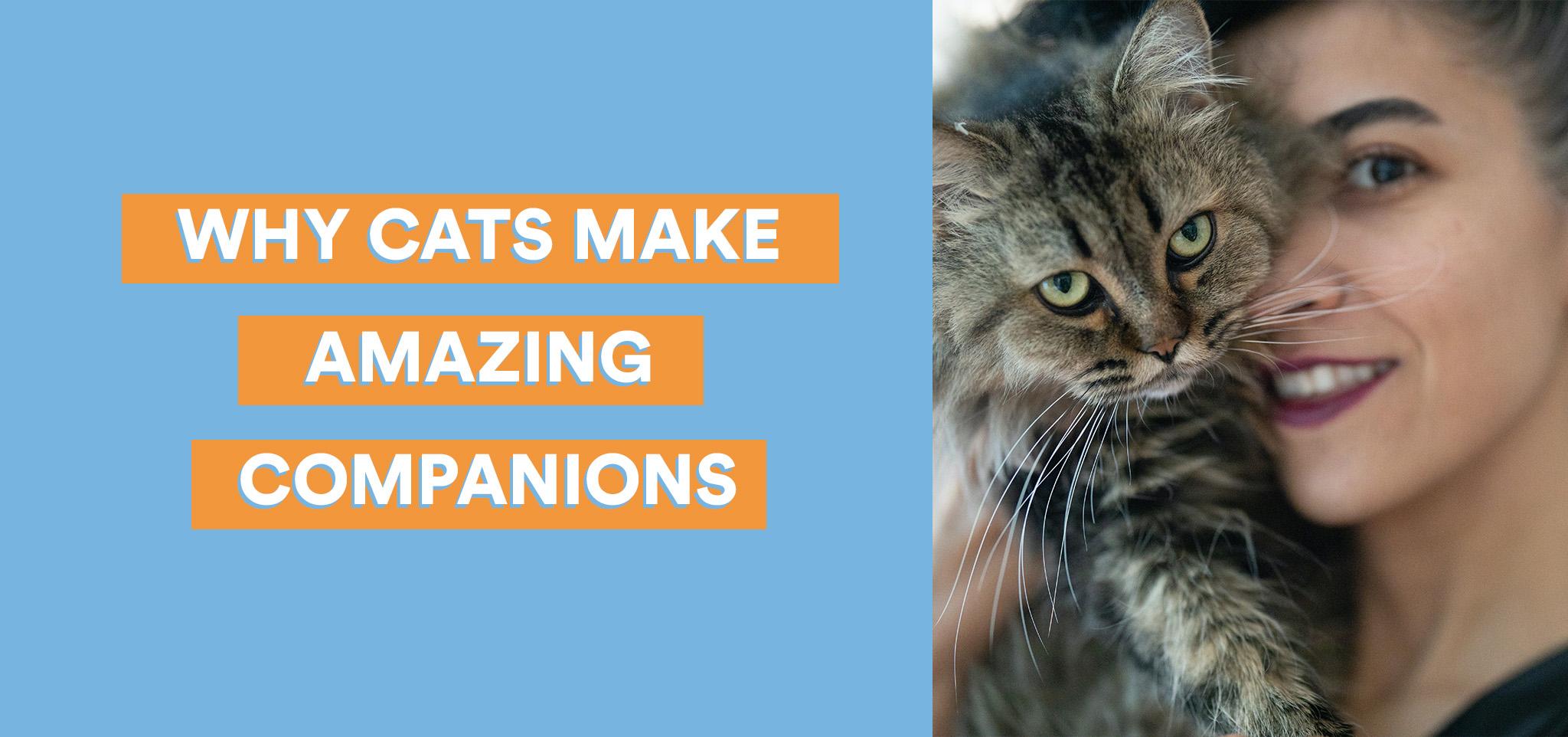 Why Cats Make Amazing Companions - FurryFreshness Premium Stain and ...