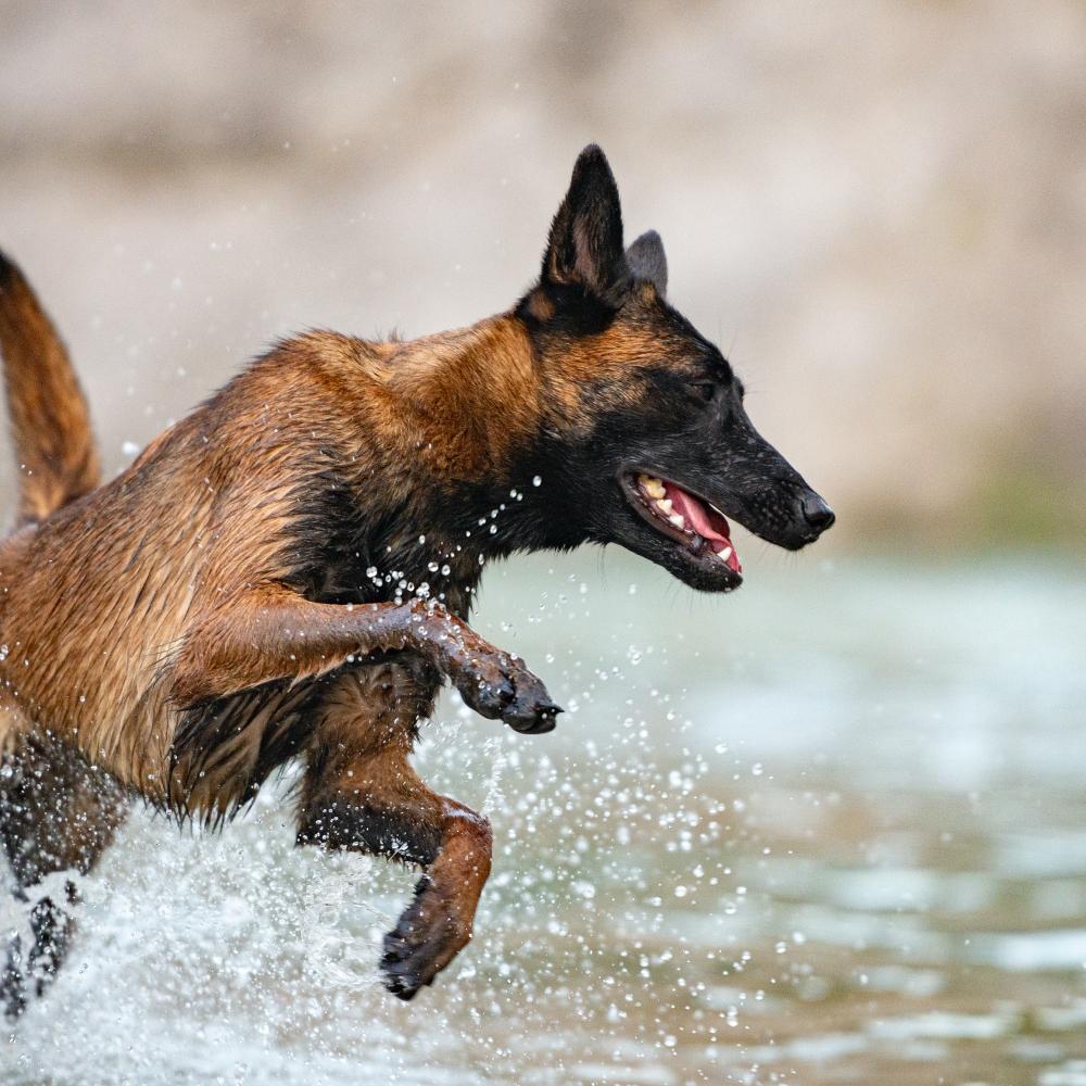 Cystitis in Dogs: Symptoms, Causes, Diagnosis & Effective Treatment ...