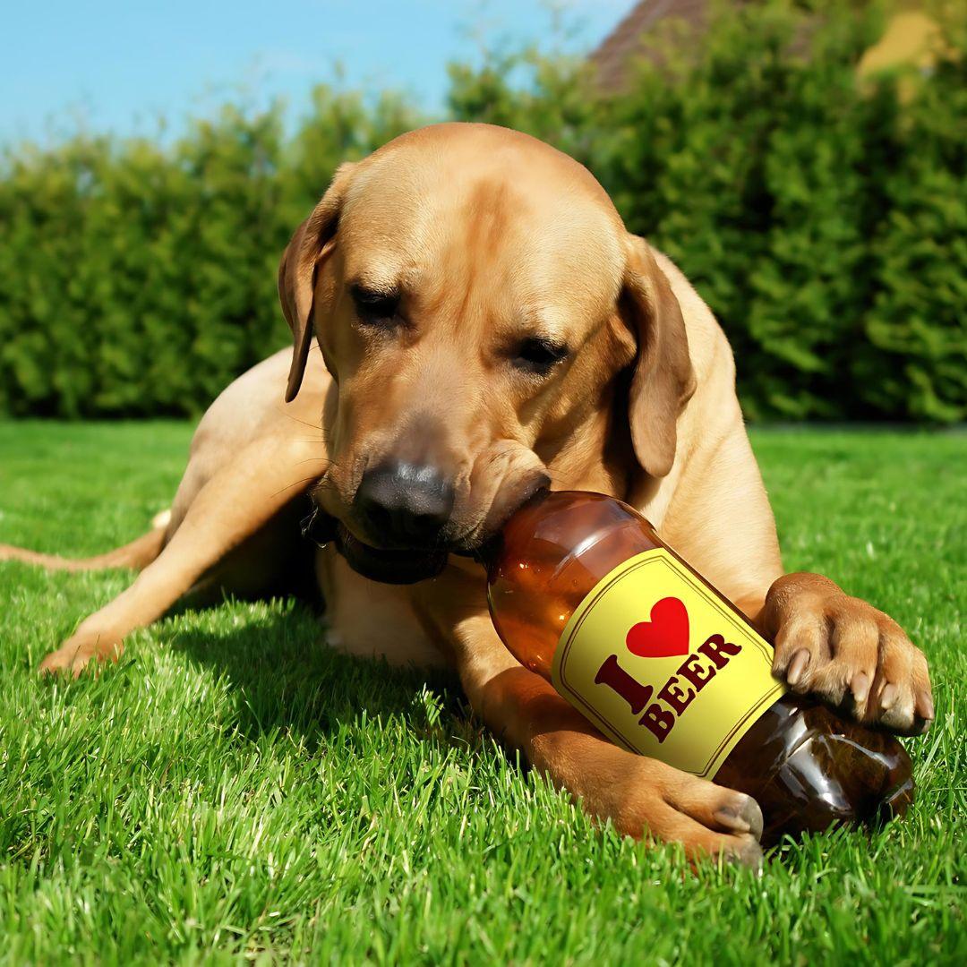 What Can Dogs Drink Besides Water? | Potty Buddy - Potty Buddy™