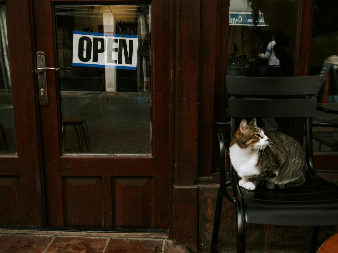 Why Do Cats Hate Closed Doors? – Door Buddy
