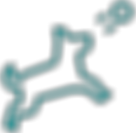 Pomeranian Dog Breed Info: Temperament & Traits | Potty Buddy - Potty ...