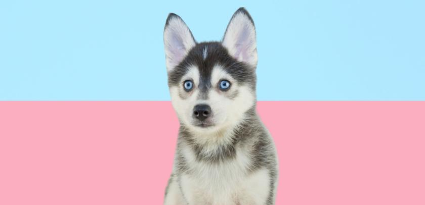 Pomsky Dog Breed Information and Characteristics | Potty Buddy - Potty ...