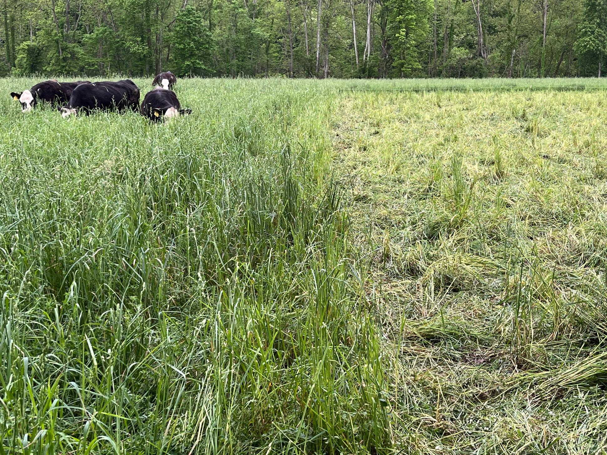 Shepherd's Bounty – Shepherd's Bounty