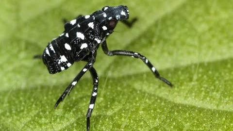 Spotted Lanternfly | Lifecycle | Spotted LanternFly