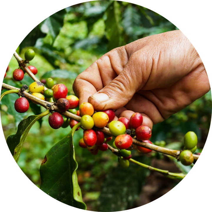 Java Planet Organic Coffee Roasters