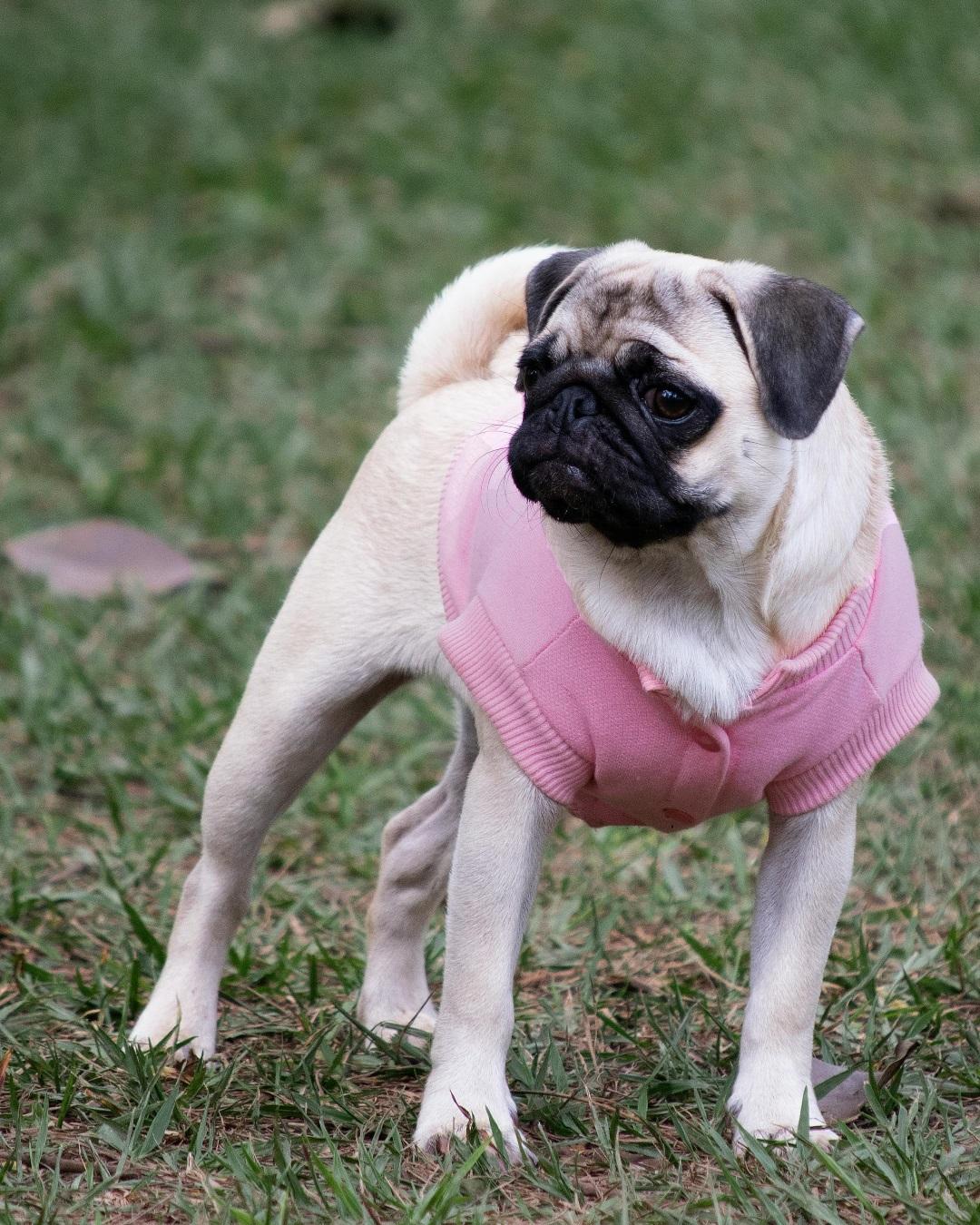 250+ Best Pug Names: Cute, Funny, Unique Ideas for Male & Female Pugs ...